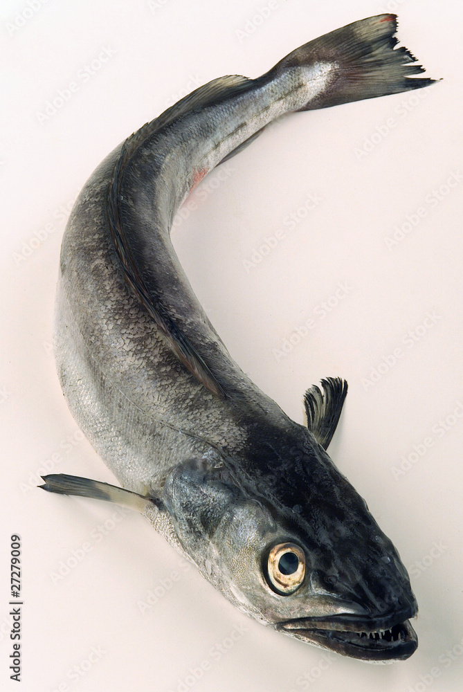 poisson merlan Stock Photo | Adobe Stock