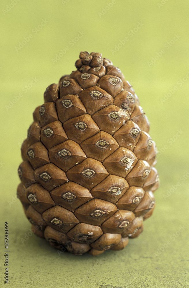 Pomme de pin Photos | Adobe Stock