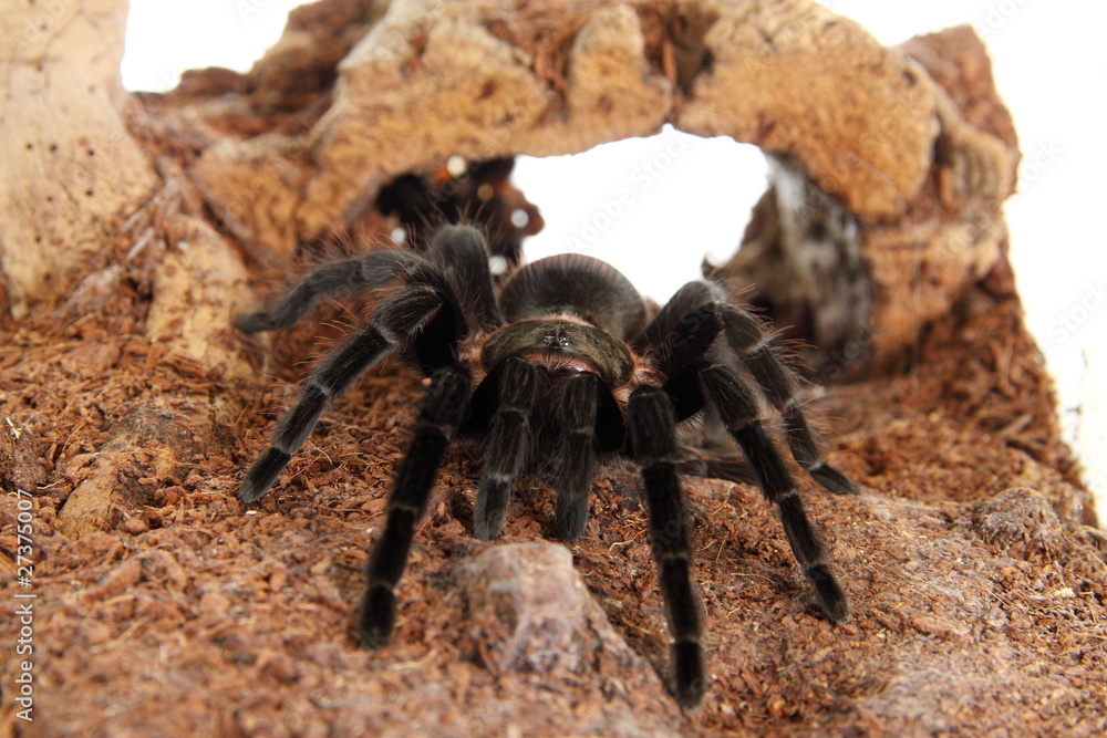 Vogelspinne Brachypelma Vagans im Terrarium Stock Photo | Adobe Stock
