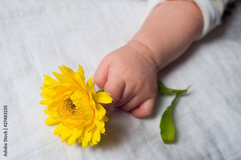 babyhand with flower Stock-Foto | Adobe Stock