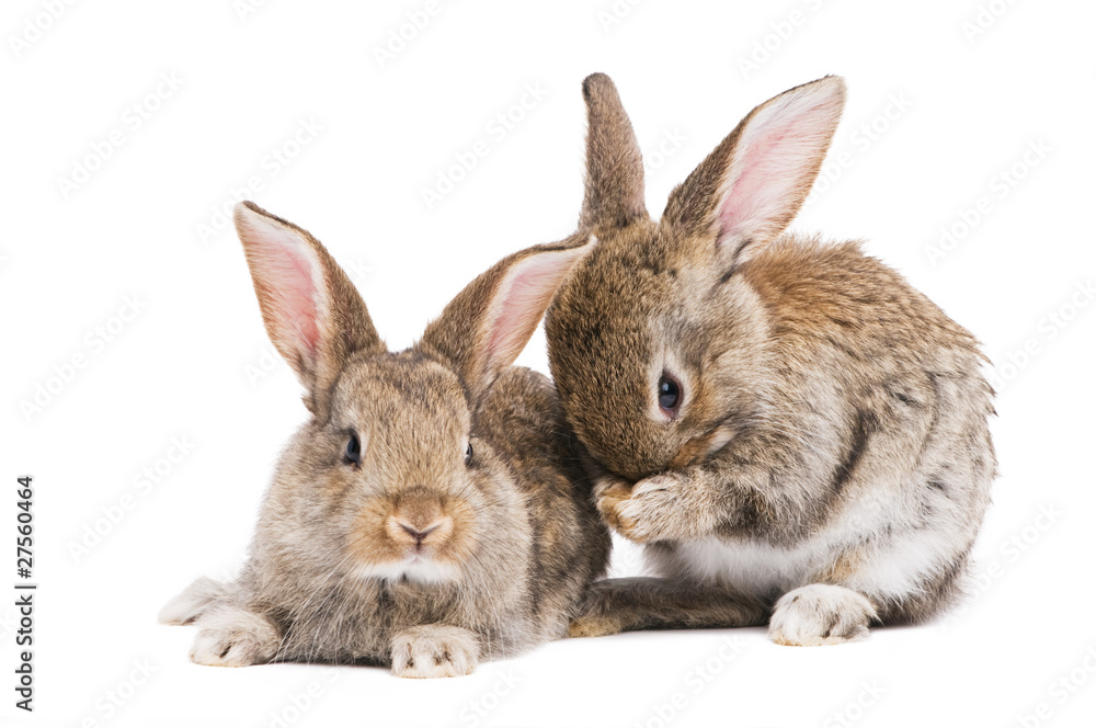 two baby rabbits isolated on white Stock Photo | Adobe Stock