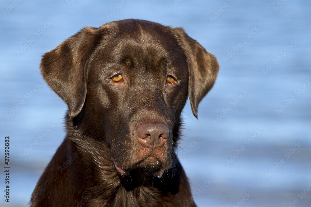 Labrador chocolate braun Rüde Stock-Foto | Adobe Stock