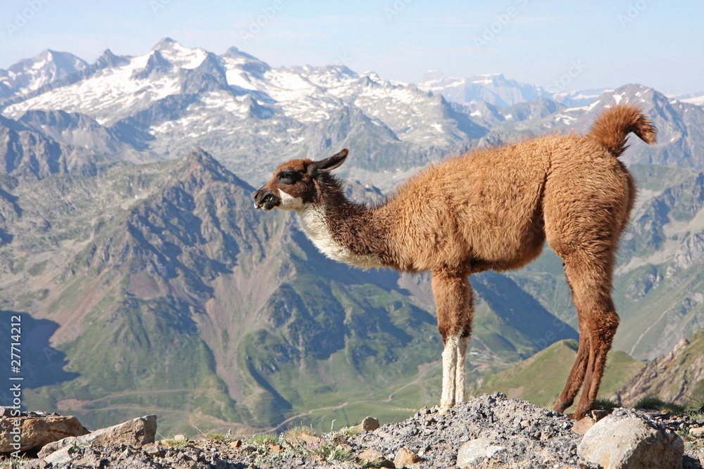 Lama en montagne Photos | Adobe Stock