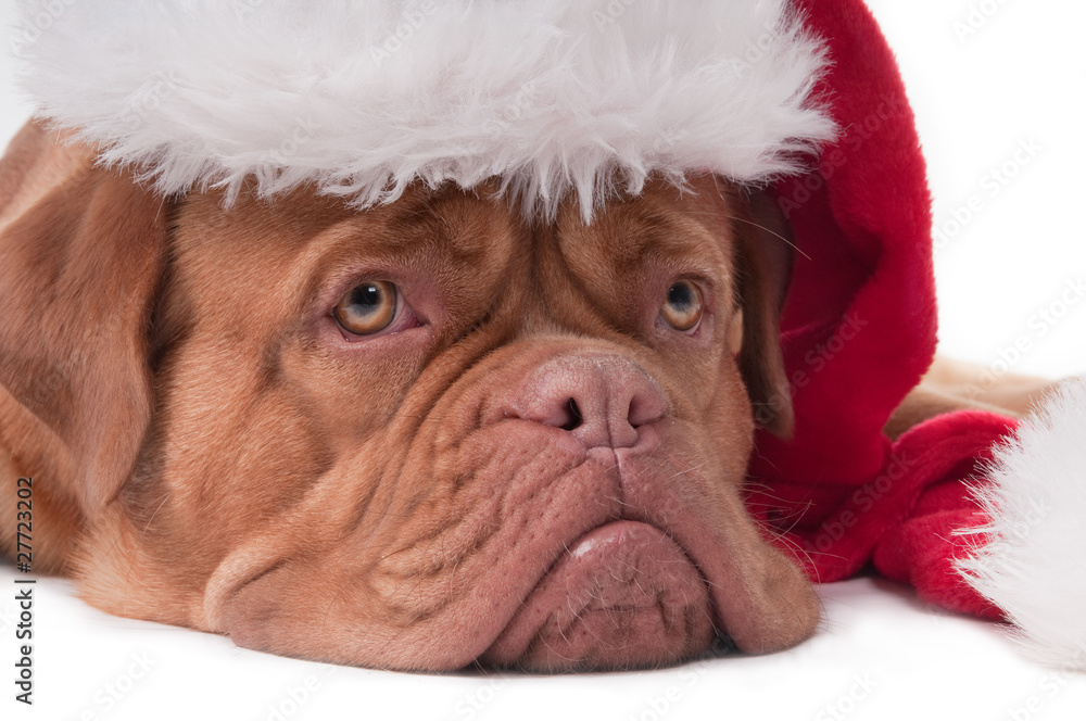 Santa puppy close up Stock Photo | Adobe Stock