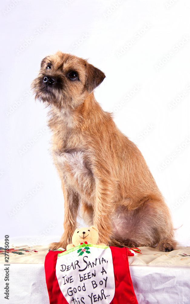 Border Terry Puppy Stock Photo | Adobe Stock