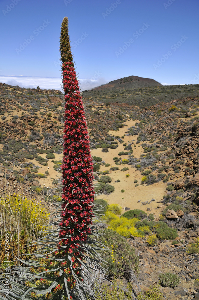 Fleur rouge de la vipérine à Ténérife (Echium wildpretii) foto de Stock ...