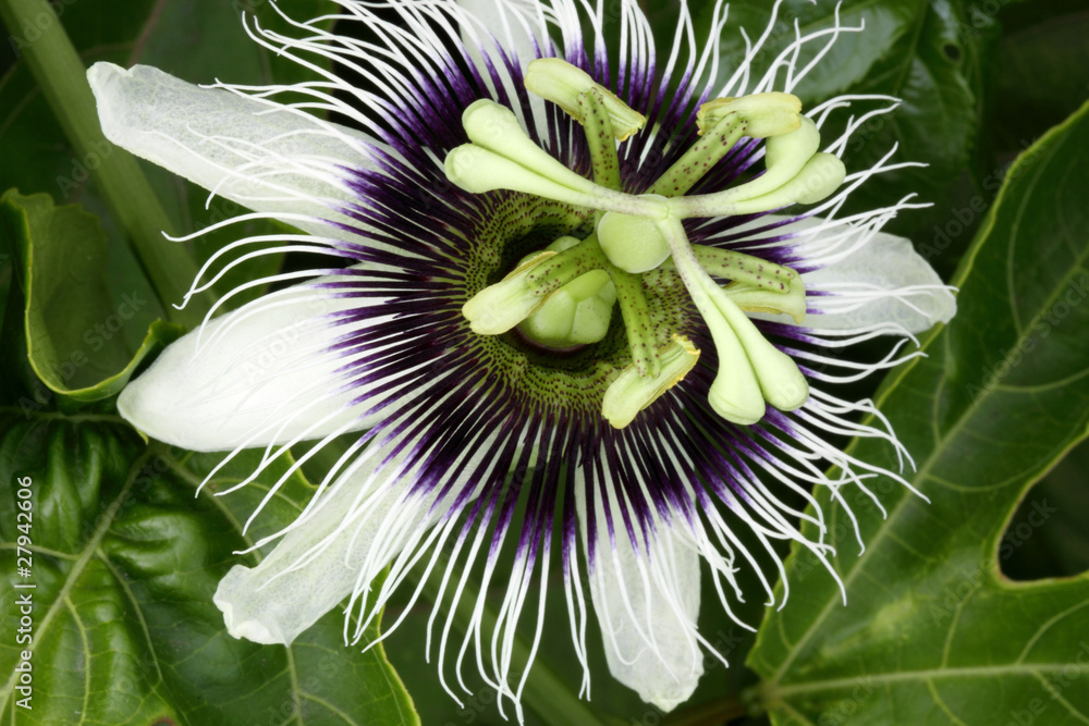 fleur du fruit de la passion, passiflora edulis, maracuja Stock Photo ...