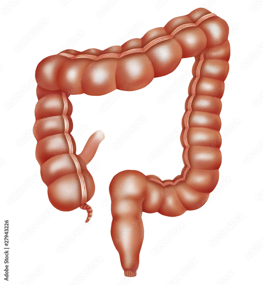 Intestino grueso ilustración de Stock | Adobe Stock Intestino grueso ilustración de Stock | Adobe Stock