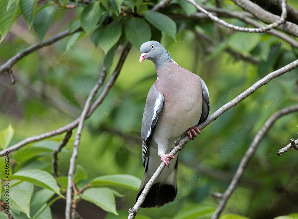 Columba palumbus Stock Photo | Adobe Stock