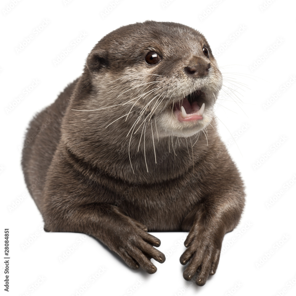 Foto de Oriental small-clawed otter, Amblonyx Cinereus, 5 years old do ...