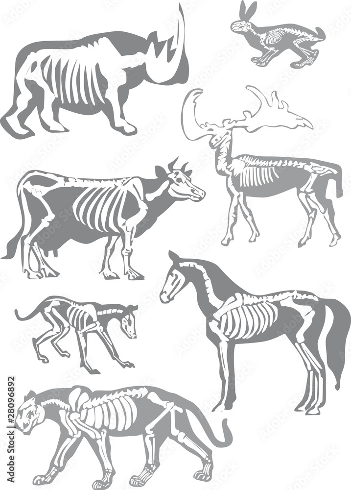 animals skeletons collection on white Stock Vector | Adobe Stock