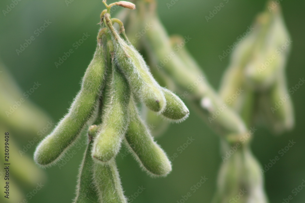 Soja Stock Photo | Adobe Stock