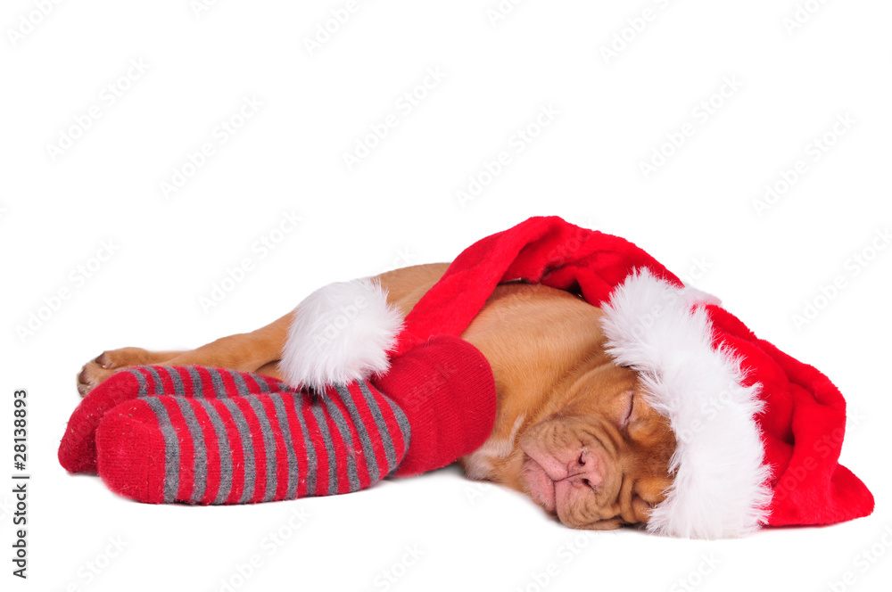 Sleeping Santa puppy Stock Photo | Adobe Stock
