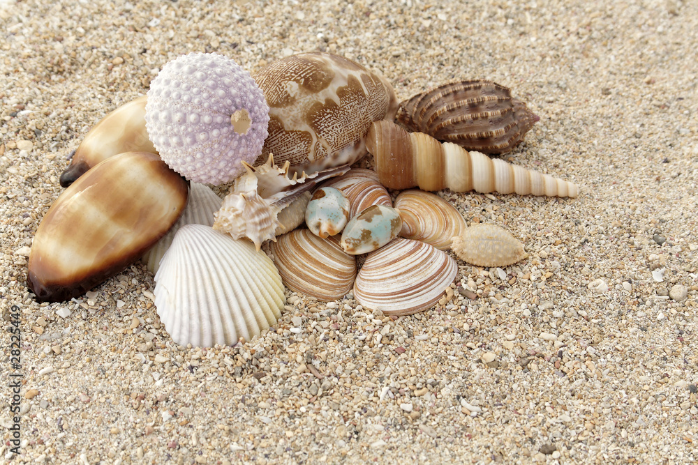 Image De Coquillage Plage – Les Coquillages Plus Rares – BPJN