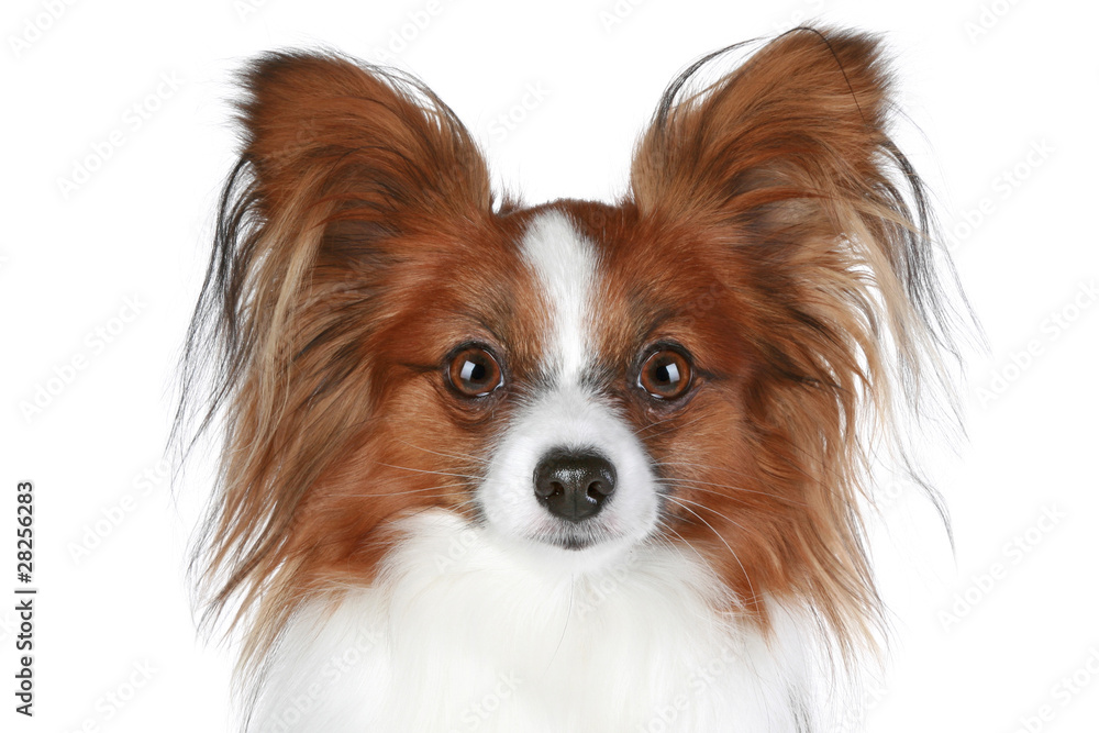 Papillon dog close-up portrait (brown color) Stock Photo | Adobe Stock