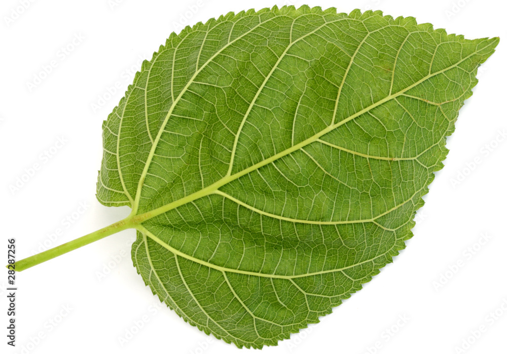 feuille de mûrier, face dorsale Stock Photo | Adobe Stock