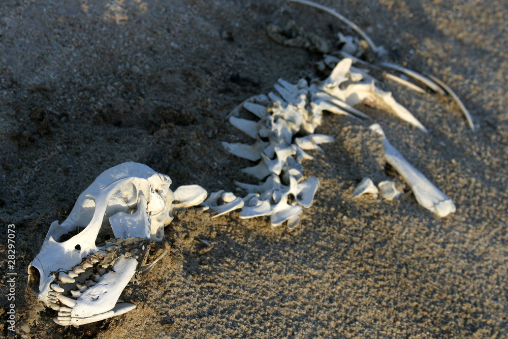 Skellet einer Seerobbe Stock-Foto | Adobe Stock