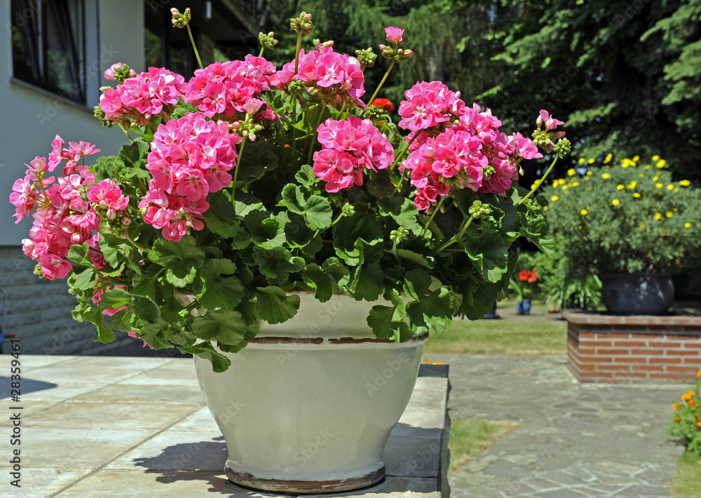 Pelargonie_2615 Stock Photo | Adobe Stock