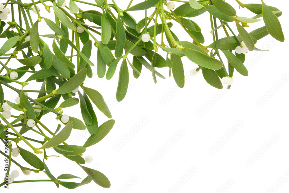 Mistletoe frame Stock Photo | Adobe Stock