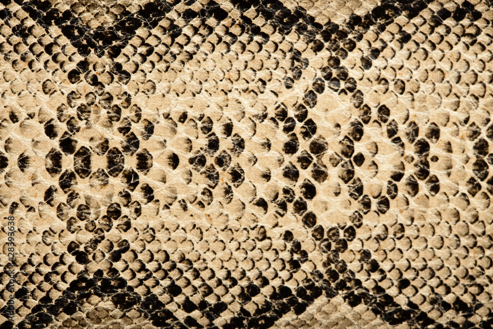 snake texture Stock Photo | Adobe Stock