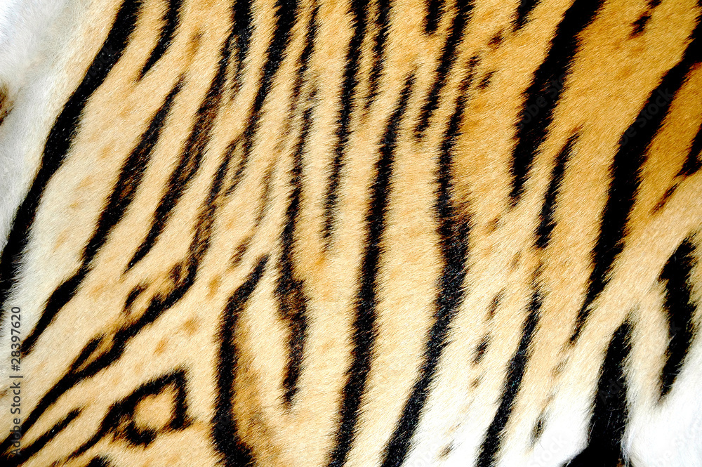 real tiger skin Stock Photo | Adobe Stock