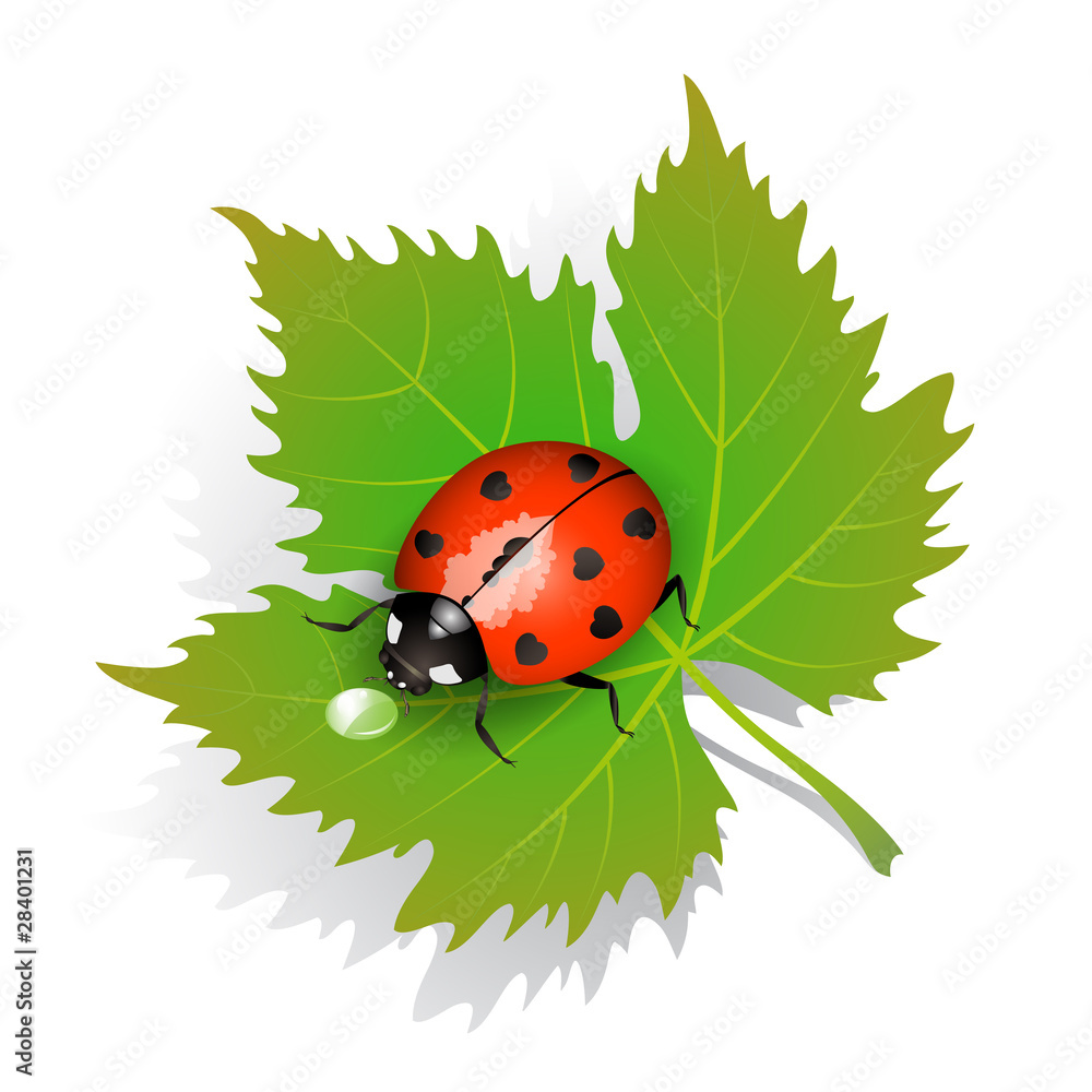 Vector illustration of a ladybug on leaf Stock Vector | Adobe Stock