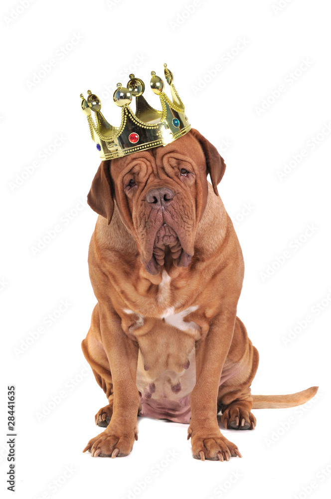 Dog King Stock Photo | Adobe Stock