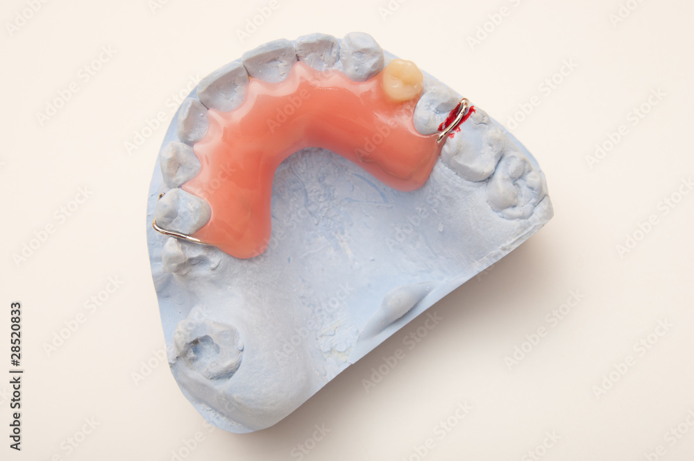 Zahn Model - Mandible model Stock Photo | Adobe Stock
