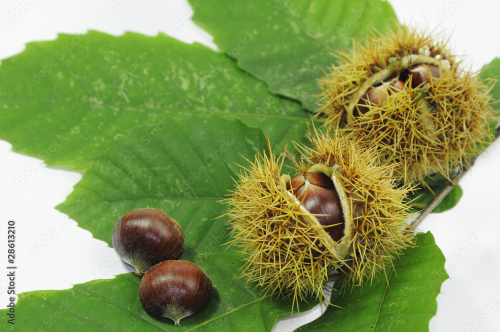 Eßkastanien in Schale auf Blatt der Edelkastanie (Castanea sati Stock ...