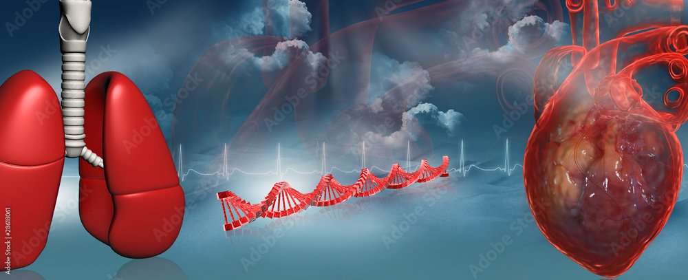 Human heart and lungs Stock Illustration | Adobe Stock