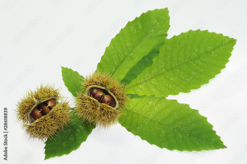 Eßkastanien in Schale auf Blatt der Edelkastanie (Castanea sati Stock ...