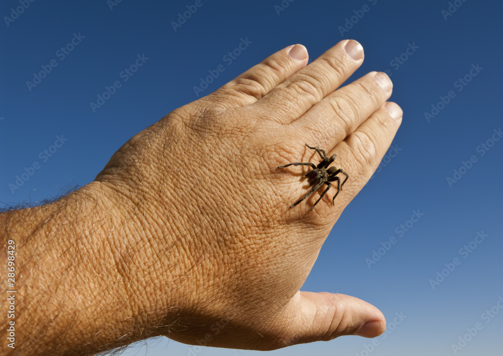 Newborn Tarantula