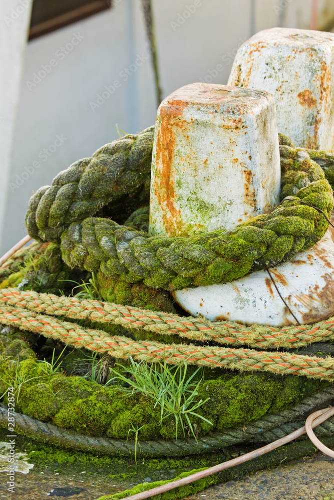 Poster Mooring Ropes Covered with Moss and Algae – Wall Art | UkPosters