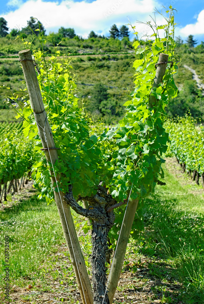 VIGNE Stock Photo | Adobe Stock