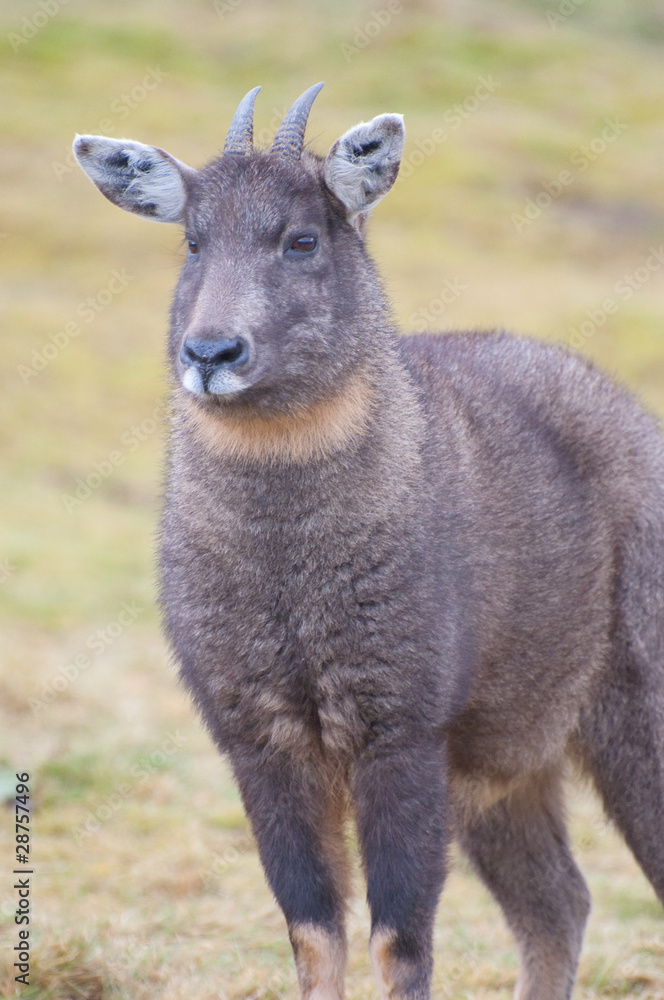 chinese goral mountain goat standing up Stock Photo | Adobe Stock