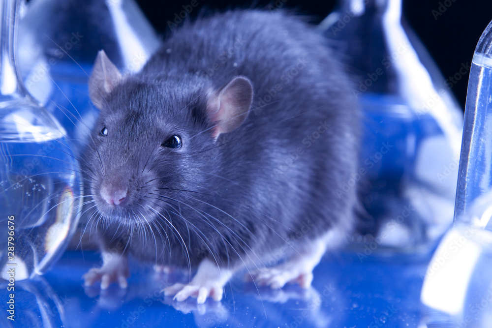 Rat in laboratory Stock Photo | Adobe Stock