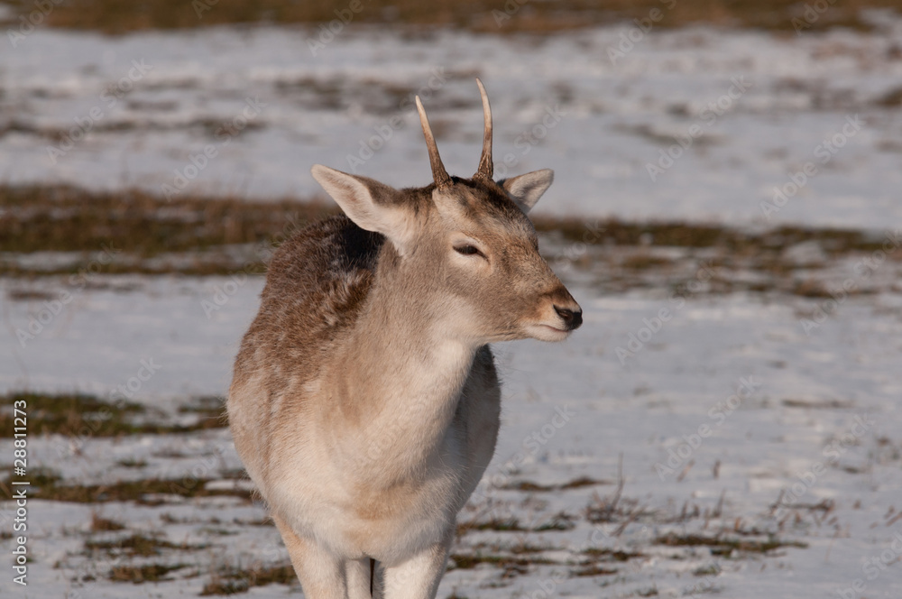 Spießer Damwild Stock-Foto | Adobe Stock