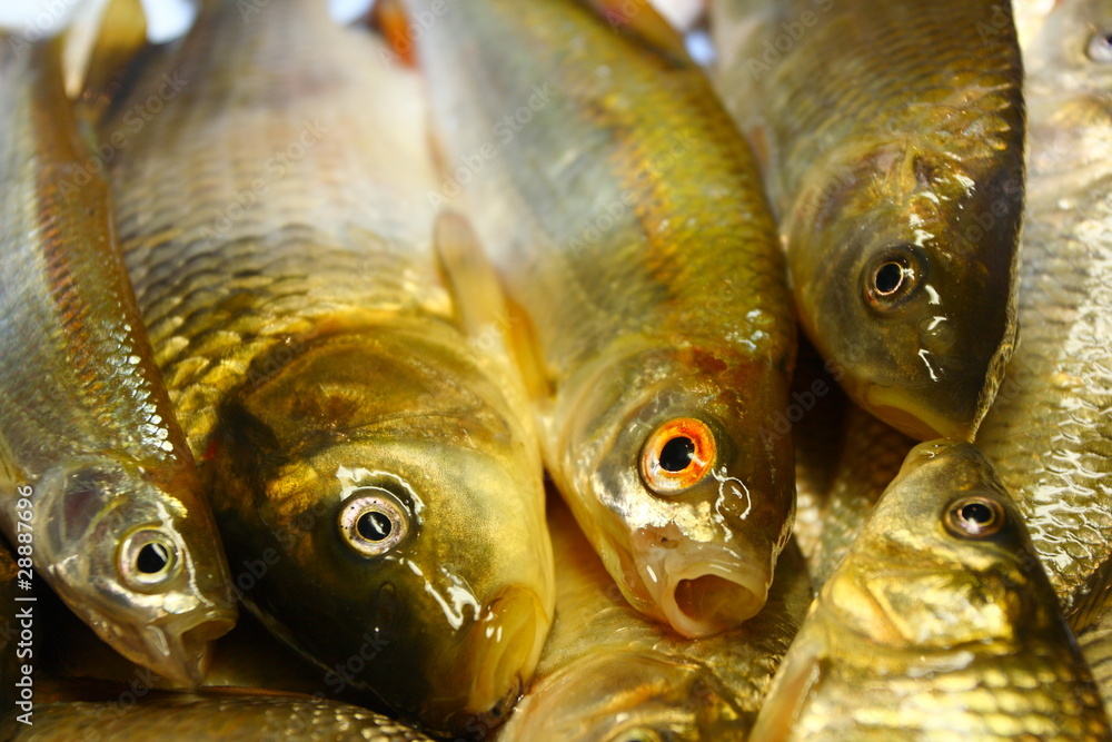Freshly caught river fishes of various killifish species Stock Photo ...
