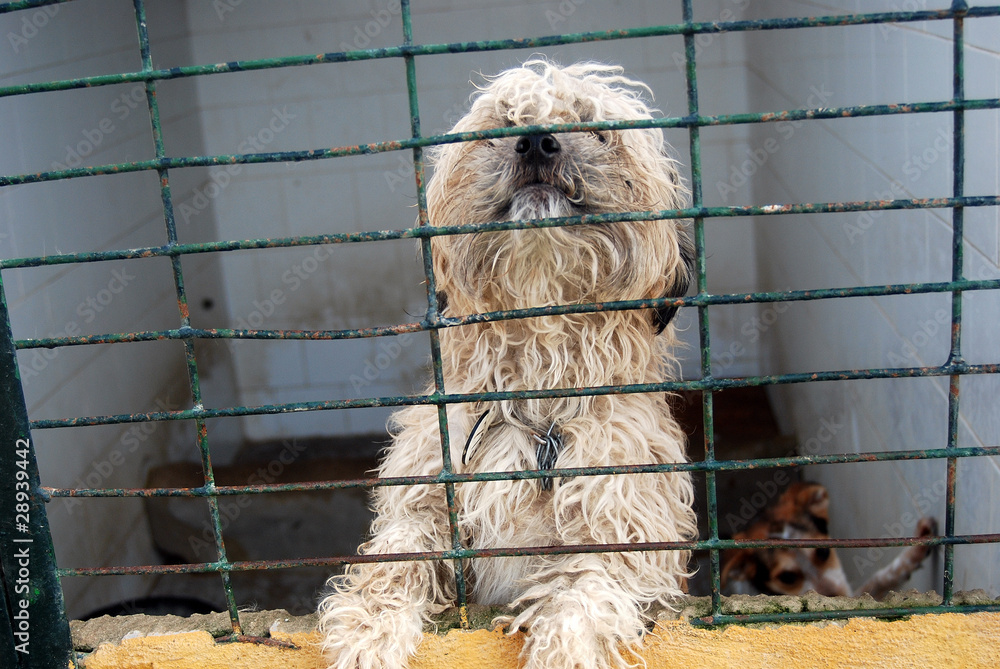 PERRO DESESPERADO Stock Photo | Adobe Stock