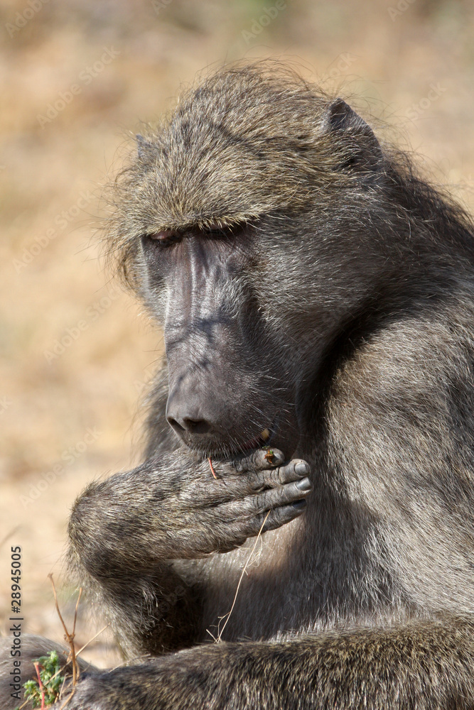 Pavian beim Fressen Krügerpark Südafrika Stock Photo | Adobe Stock