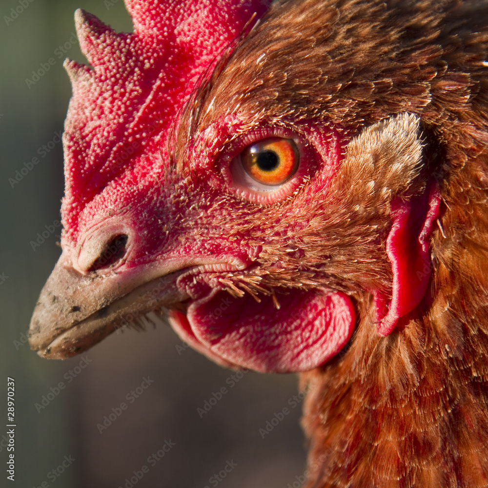 Tête de poule Photos | Adobe Stock