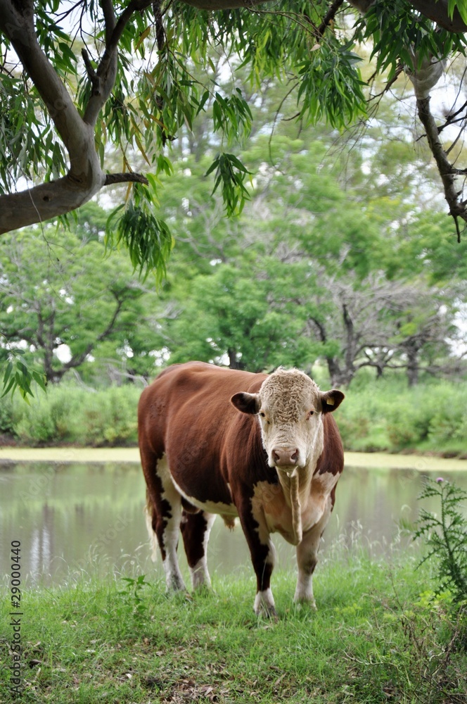 Toro Stock Photo | Adobe Stock