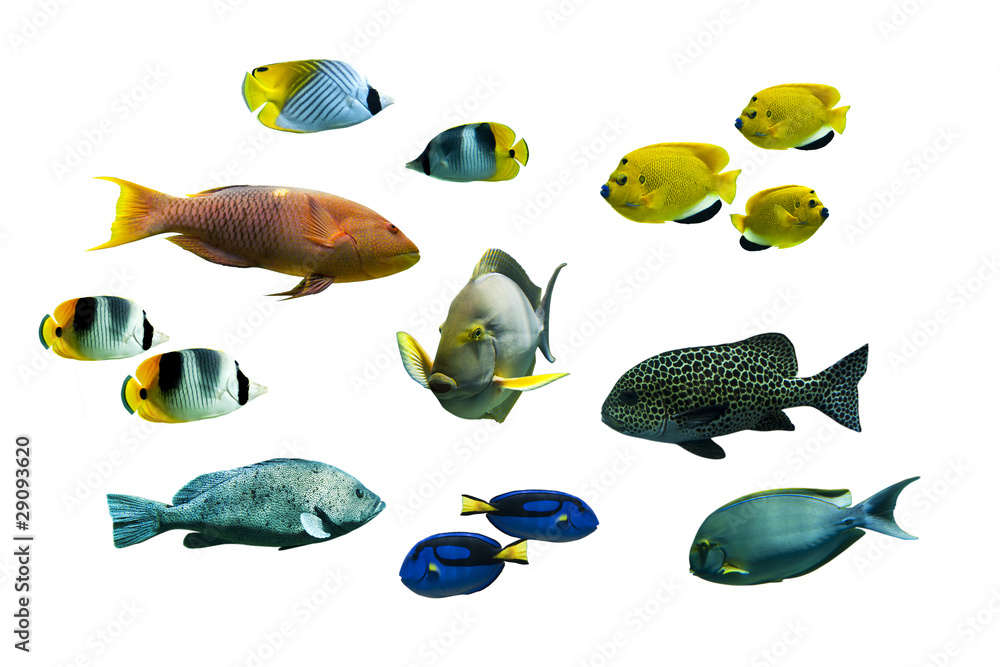 Poissons tropicaux, fond blanc Stock Photo | Adobe Stock