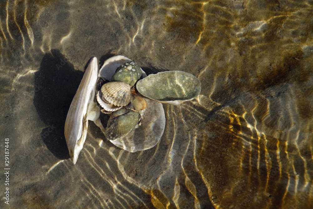 Muscheln in der Nordsee Stock-Foto | Adobe Stock