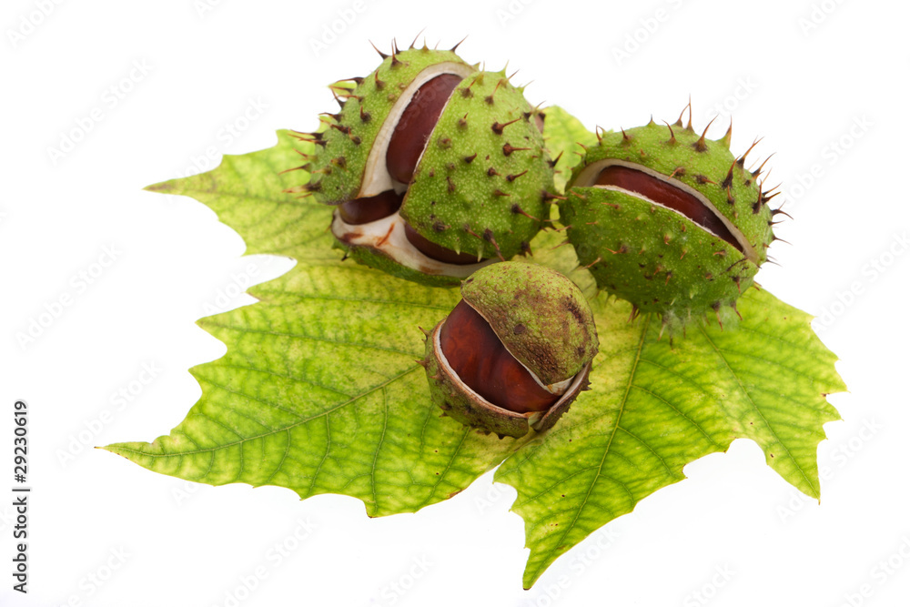 Kastanie Stock-Foto | Adobe Stock