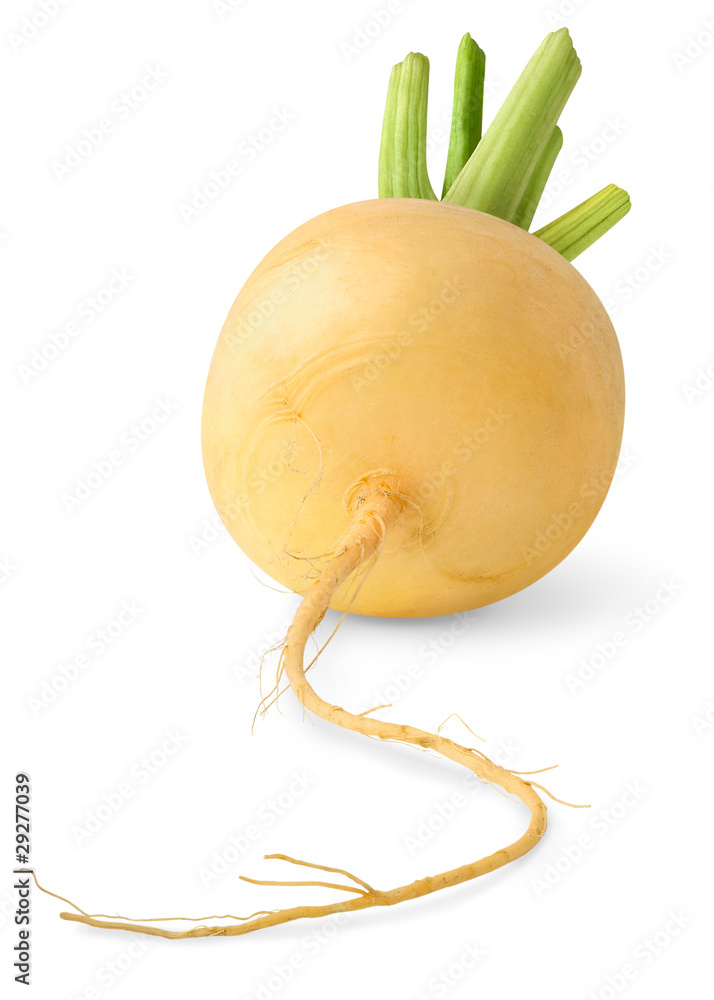 Yellow Turnip