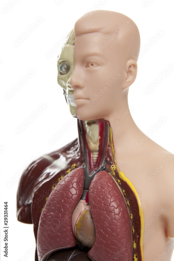 Human anatomy model showing internal organs. Stock Photo | Adobe Stock