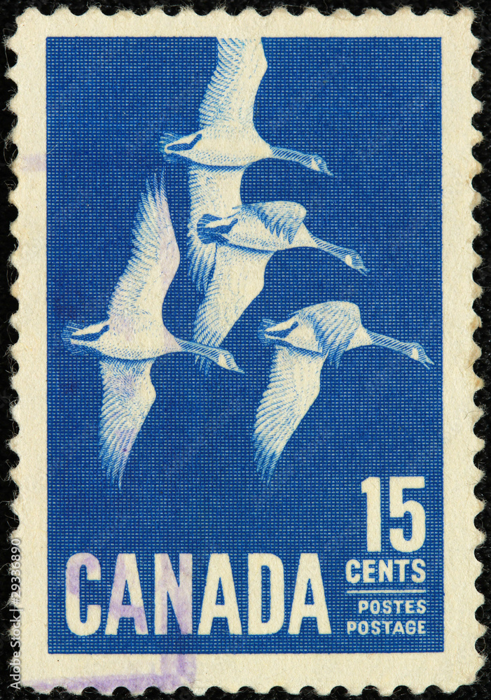 Flying Geese in a Canadian Postage Stamp (Circa 1970s) Stock Photo ...