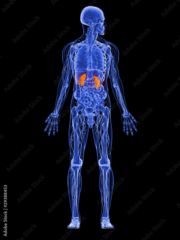 männliche Anatomie - markierte Nieren Stock-Illustration | Adobe Stock
