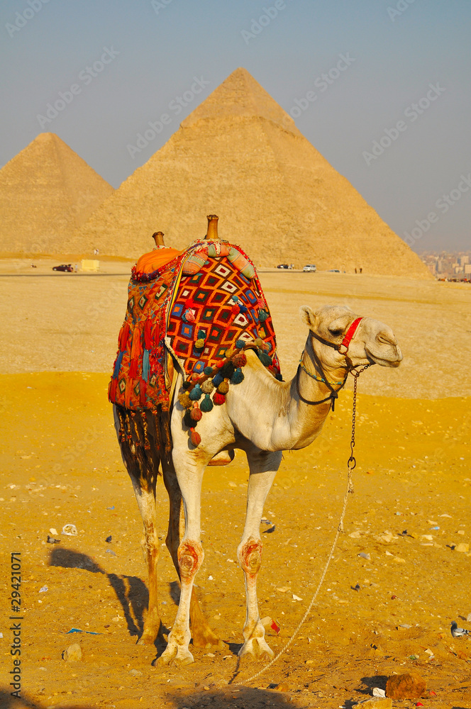 Camel and Great Pyramid of Giza Stock Photo | Adobe Stock